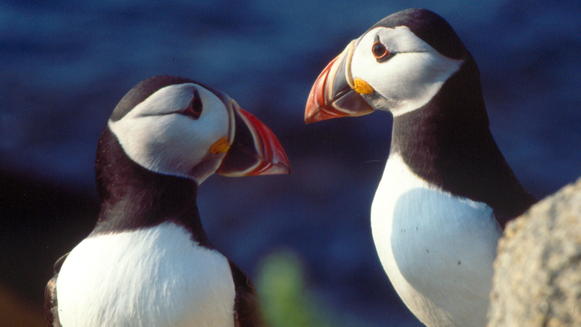 Observar seis especies de animales marinos en Bretaña | Tourisme Bretagne