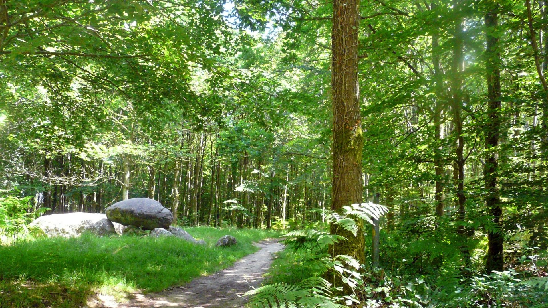 10 great ideas for forest walks | Brittany tourism