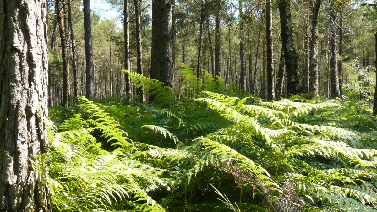 10 ideas para pasear por el bosque | Tourisme Bretagne