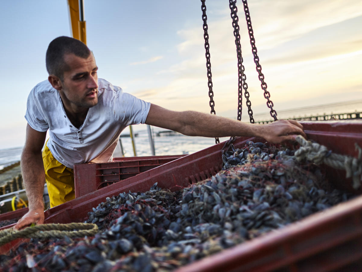„Moules de bouchot“ – Zuchtmuscheln von den Muschelbänken | Tourisme ...