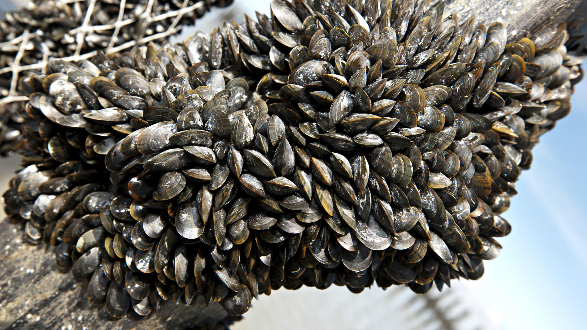 Le cozze di allevamento | Tourisme Bretagne