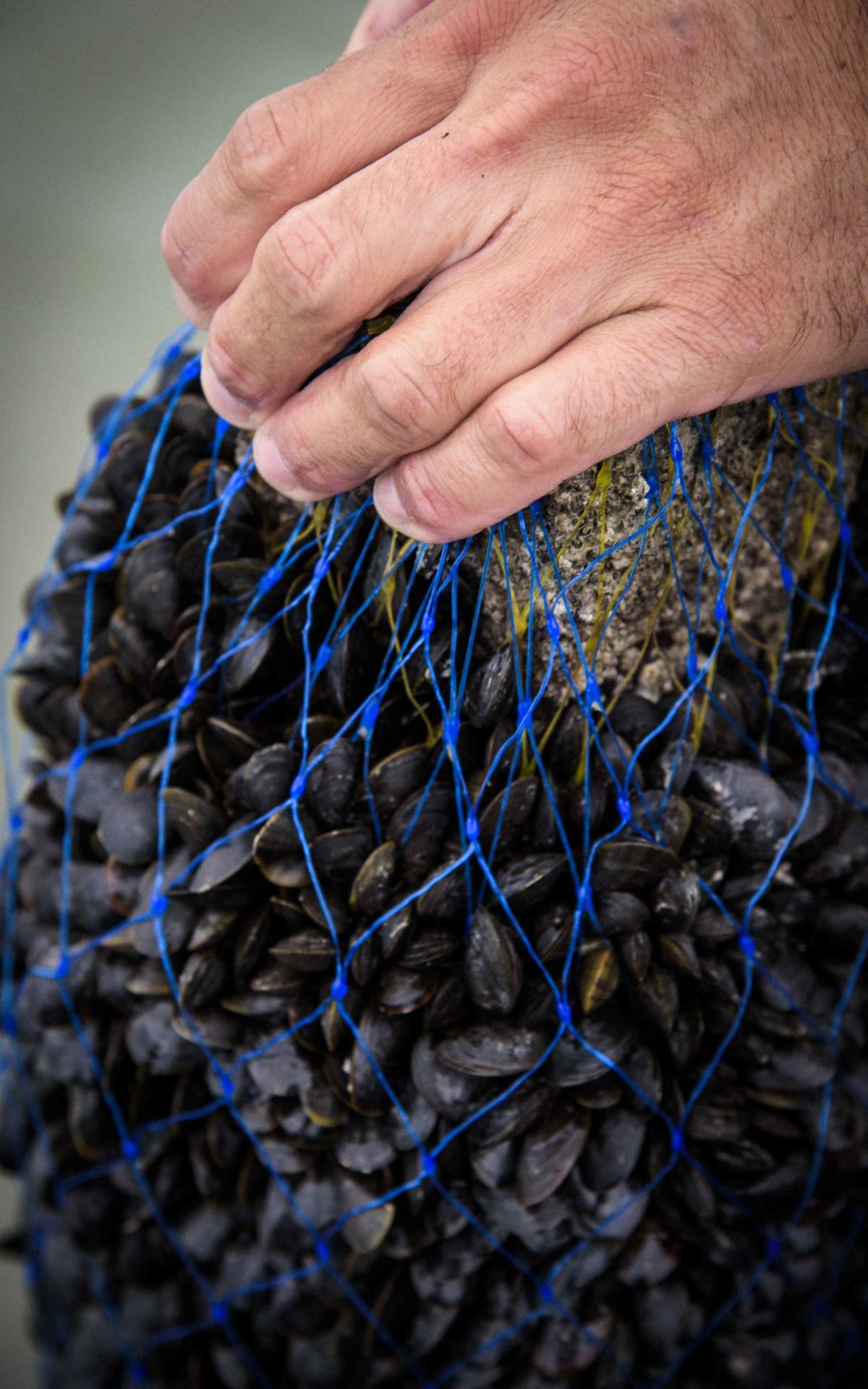 „Moules de bouchot“ – Zuchtmuscheln von den Muschelbänken | Tourisme ...