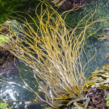 Zeewier in Bretagne | Tourisme Bretagne