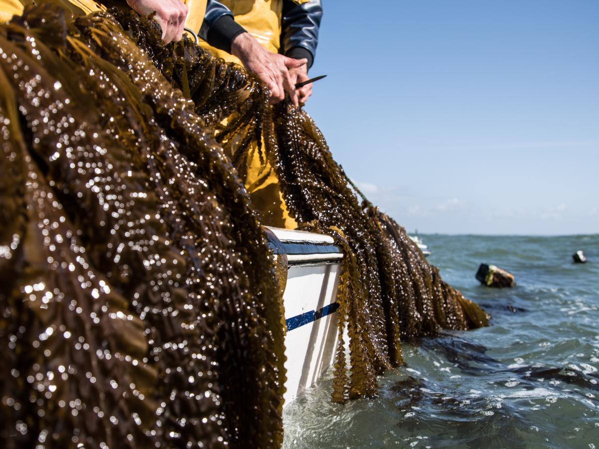 Zeewier in Bretagne | Tourisme Bretagne