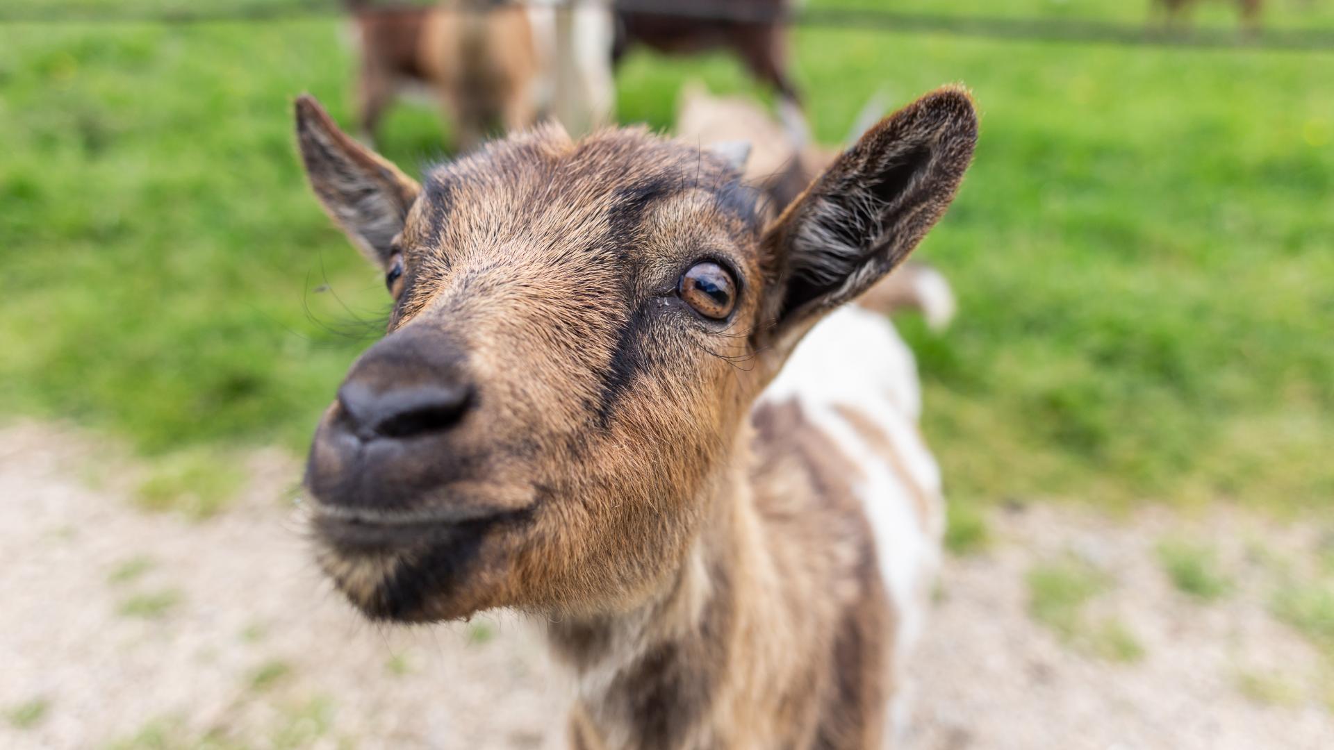 Vacances à la ferme | Tourisme Bretagne