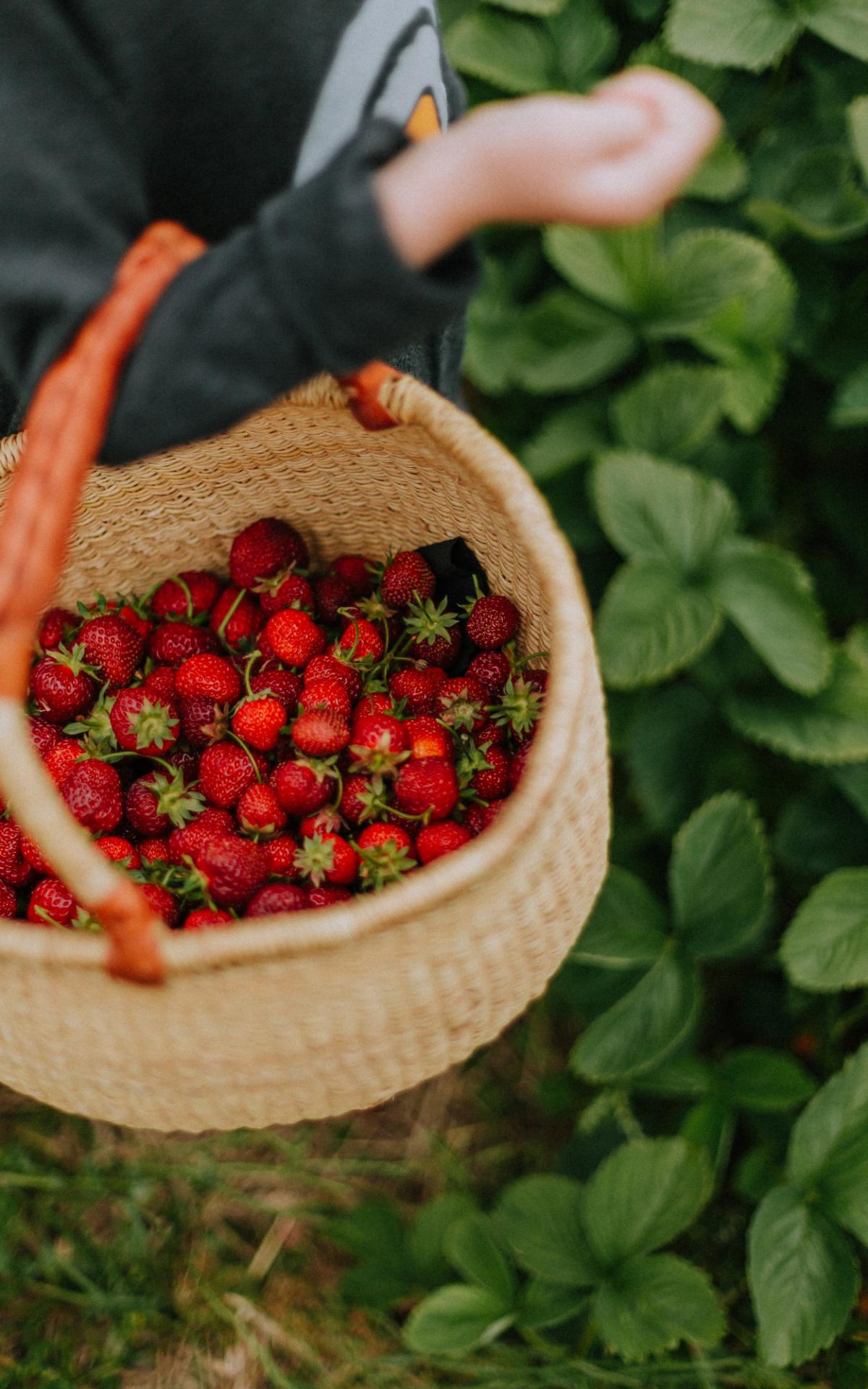 Strawberries | Brittany tourism