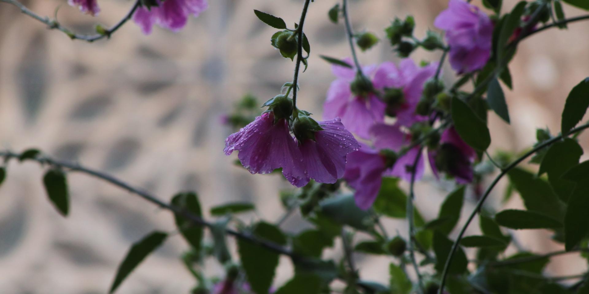 Runan | Tourisme Bretagne